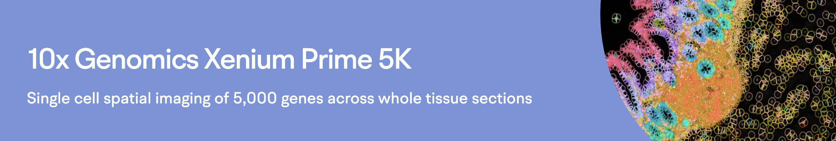 Xenium Prime 5K Assays